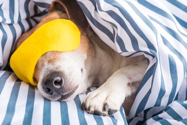 The Noble Art of Napping! | Dr Janice Thomas